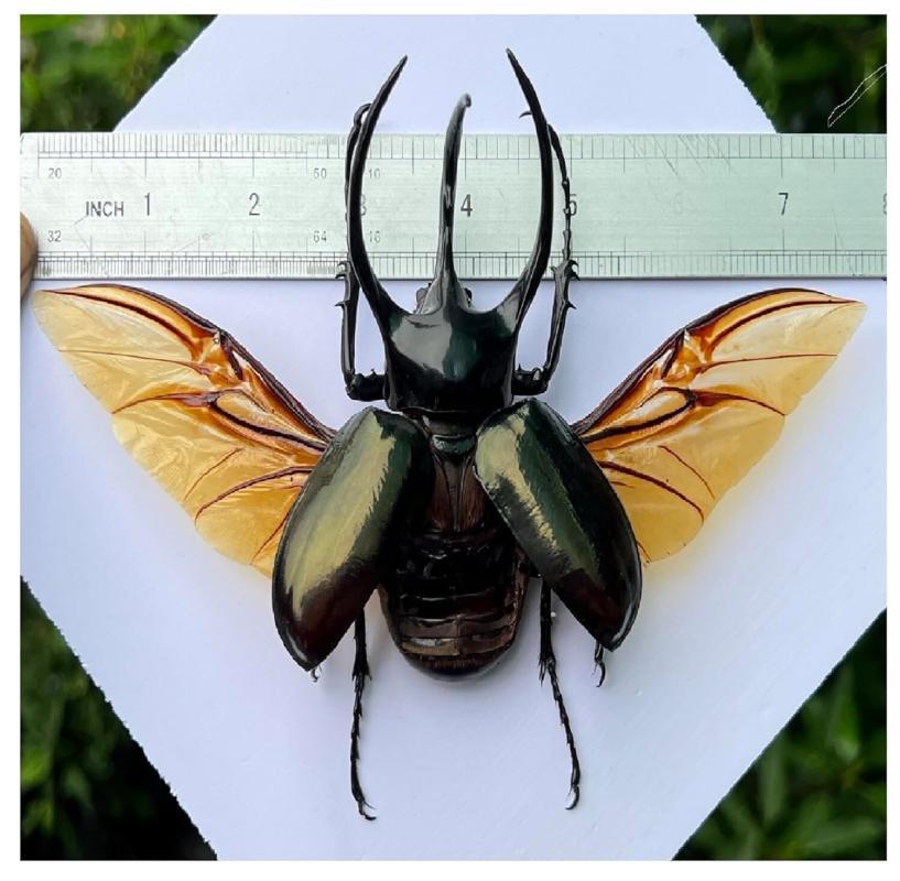 Mounted Giant Beetle Specimen UM‑23 Entomology Decor | AbmarketX