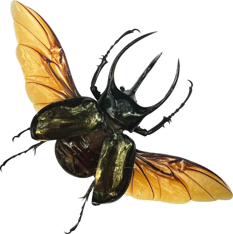 Mounted Giant Beetle Specimen UM‑23 Entomology Decor | AbmarketX